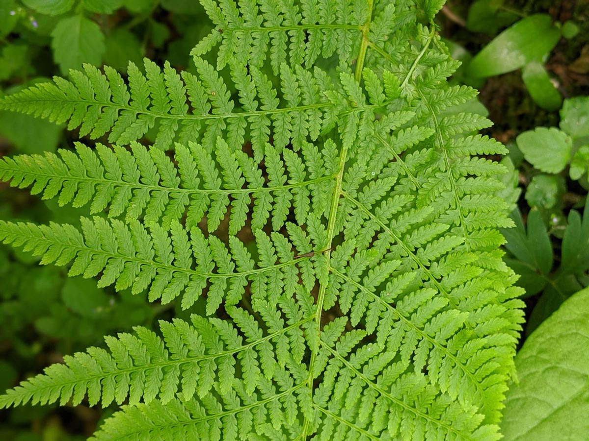Resources | National Plant Monitoring Scheme