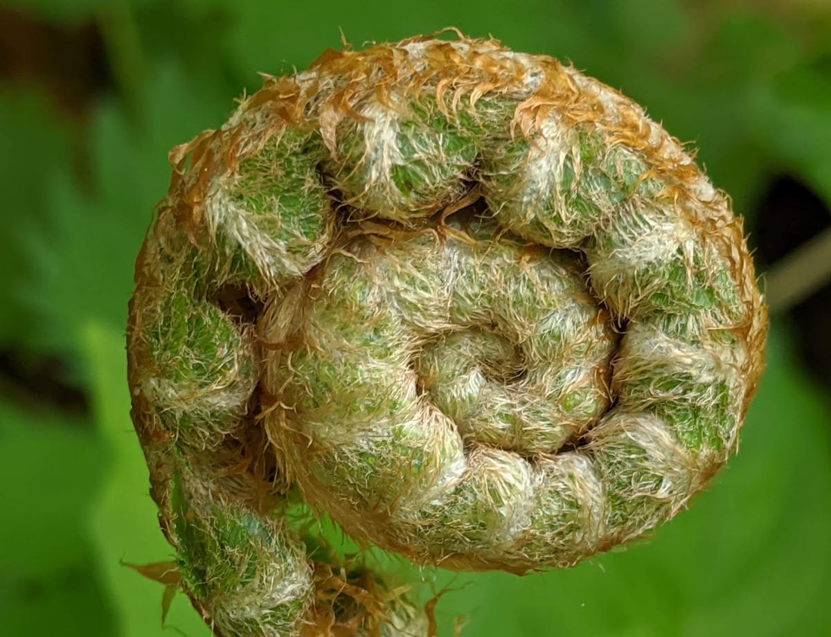 Resources | National Plant Monitoring Scheme